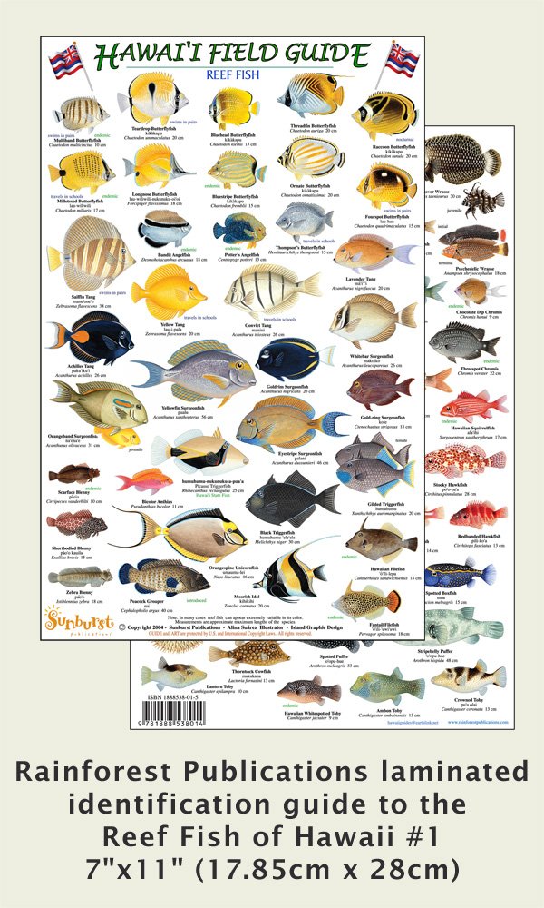 Hawaii Reef Fish #1 Identification Guide (Laminated Single Sheet Field ...