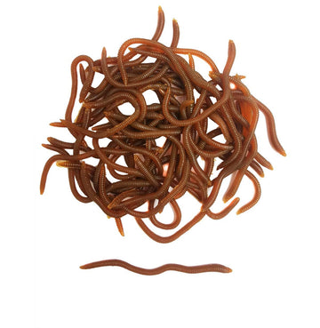 Lenon's Lure Original Formula - Coyote, Bobcat, Fox Lure Since 1924 ...