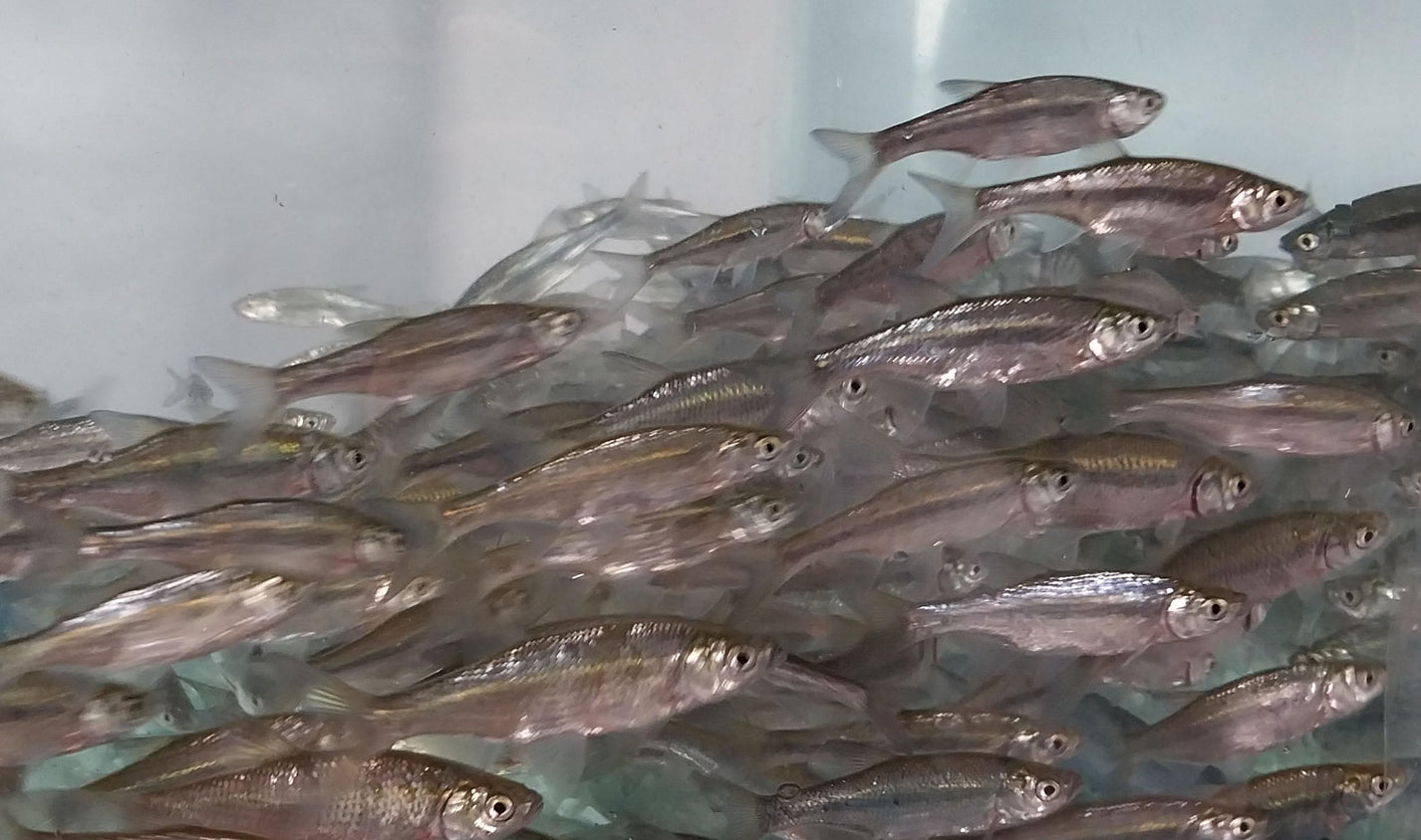 Golden Shiner Minnows - Live Bait - 1 Piece - Various Sizes (#6, #12 ...
