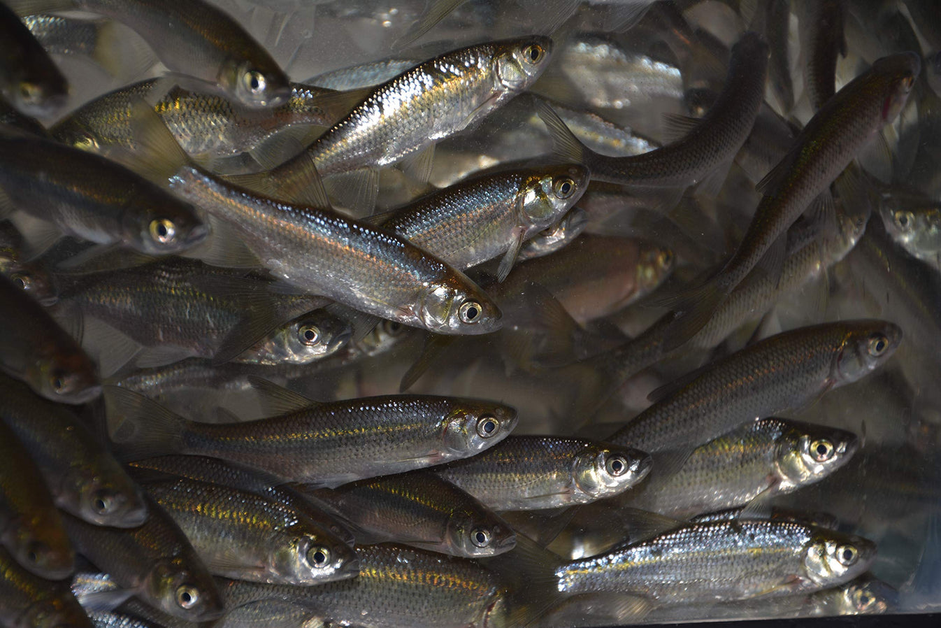 Golden Shiner Minnows - Live Bait - 1 Piece - Various Sizes (#6, #12 ...